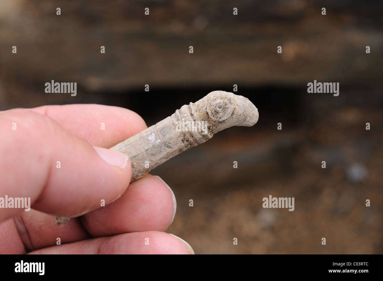 Artefacts Dig Stock Photos & Artefacts Dig Stock Images - Alamy