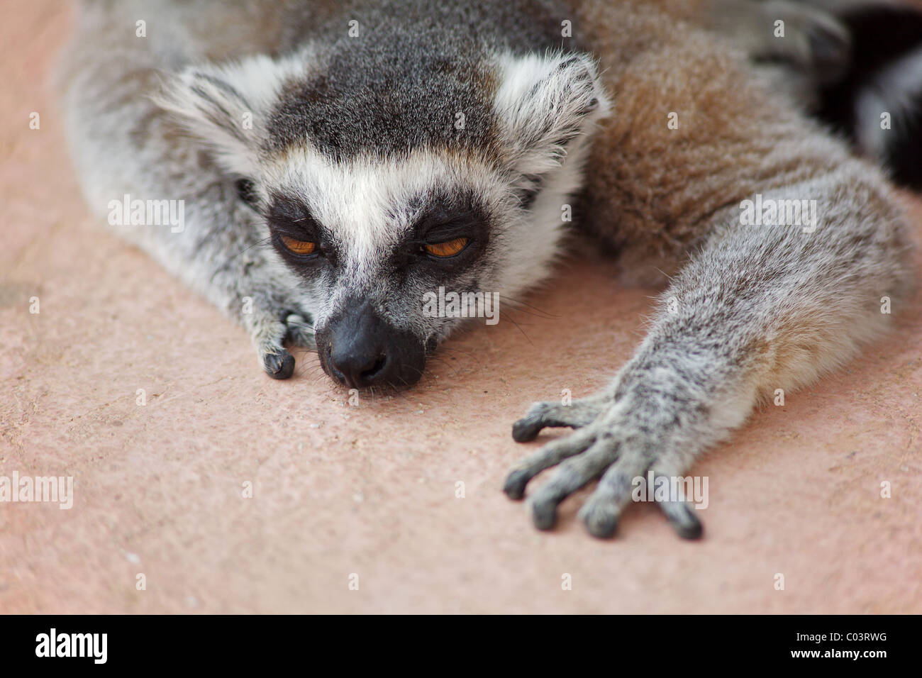 Tired lemur hi-res stock photography and images - Alamy
