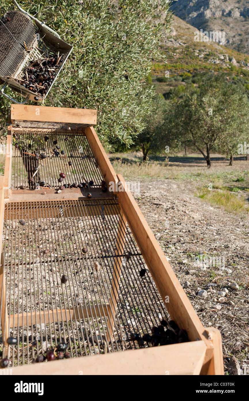 Photo of olive harvest using traditional tools Stock Photo - Alamy