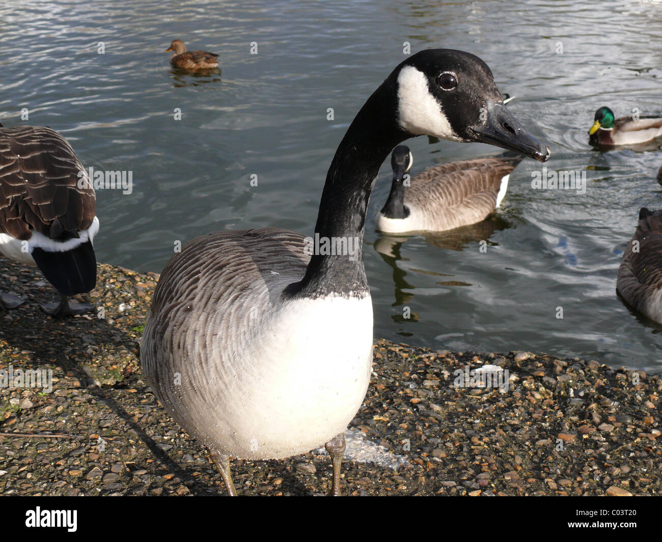 Canadian Geese and Mallards Stock Photo - Alamy