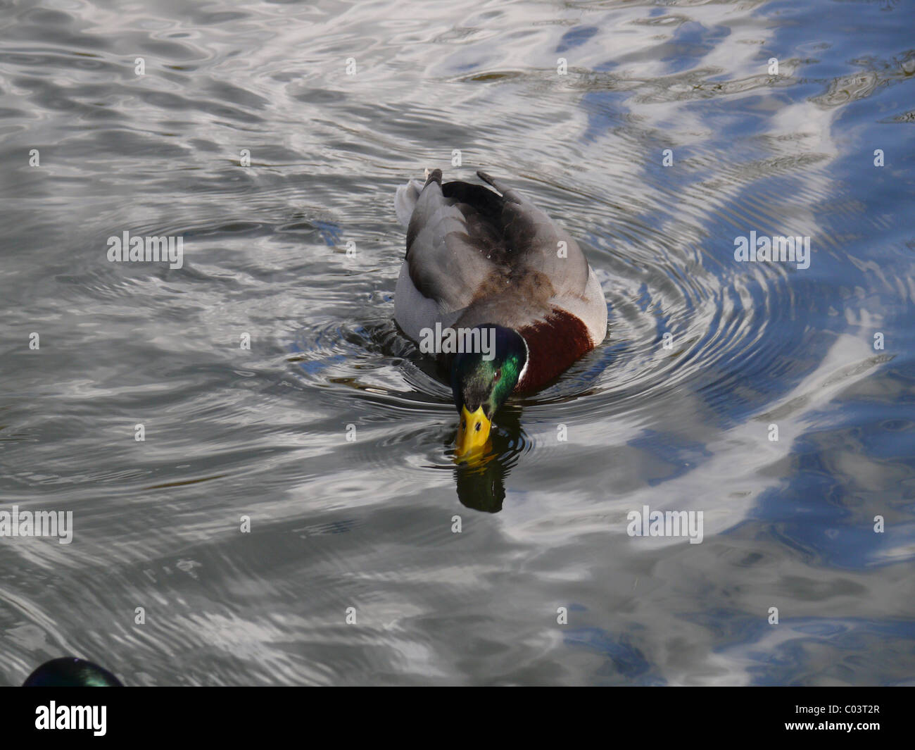 Mallard duck pond hi-res stock photography and images - Alamy
