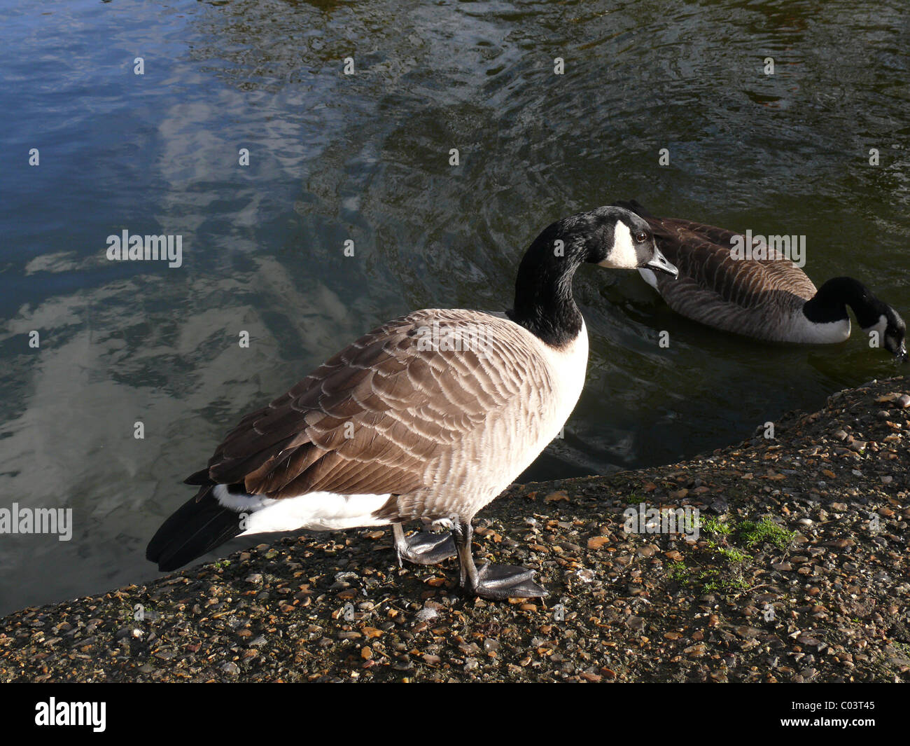 Canada Geese by pond in Lower Ashtead Stock Photo - Alamy