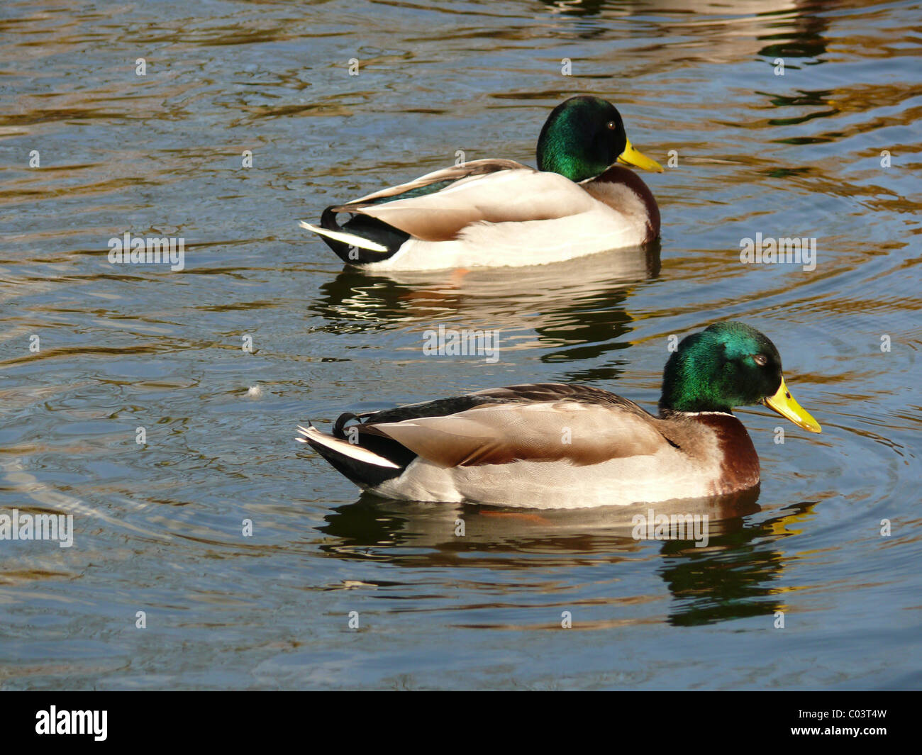 two mallards swimming on the pond Stock Photo - Alamy
