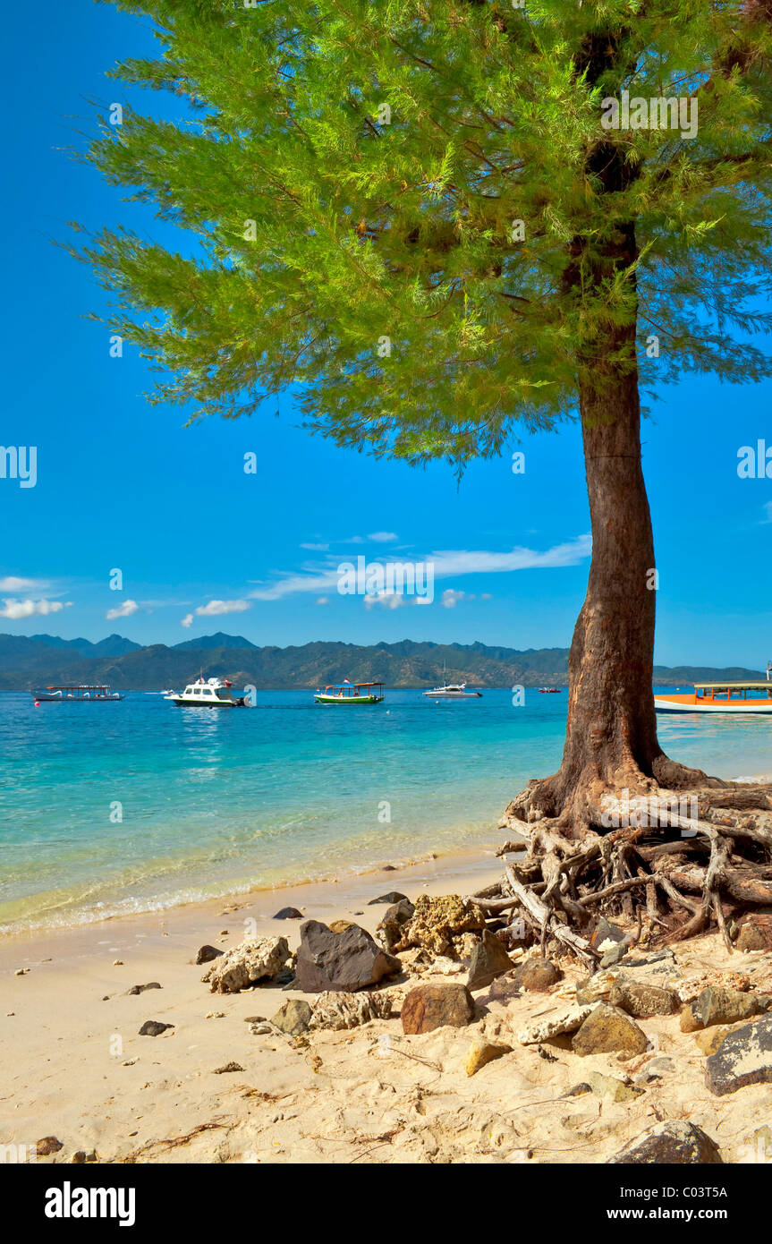 Indonesia island beach tree hi-res stock photography and images - Alamy
