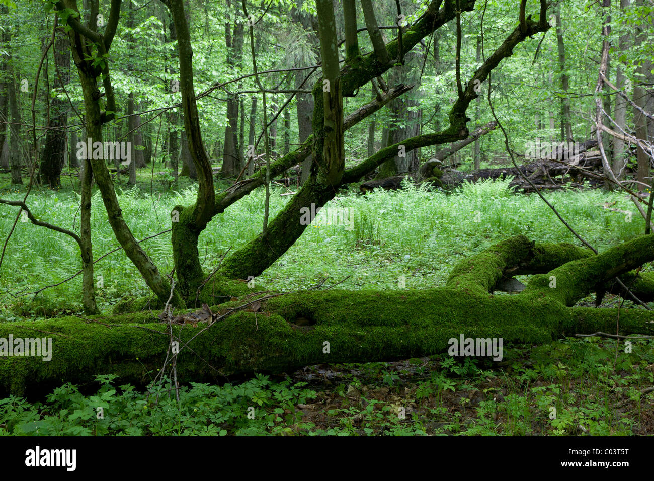 Moss covered linden broken tree with some branches still alive Stock ...