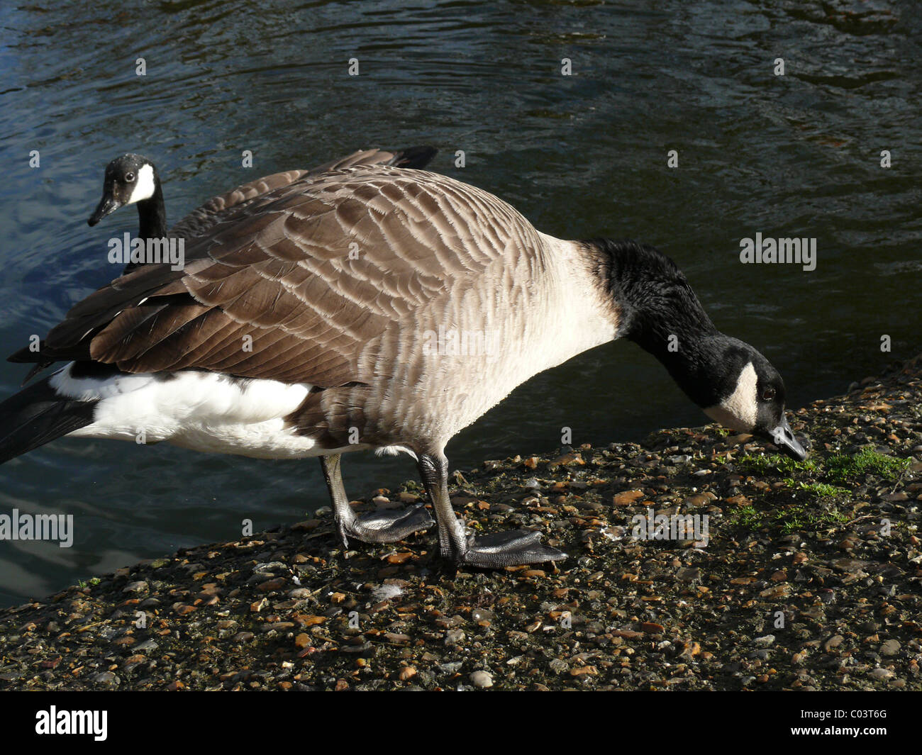 Canada goose feeding hi-res stock photography and images - Alamy