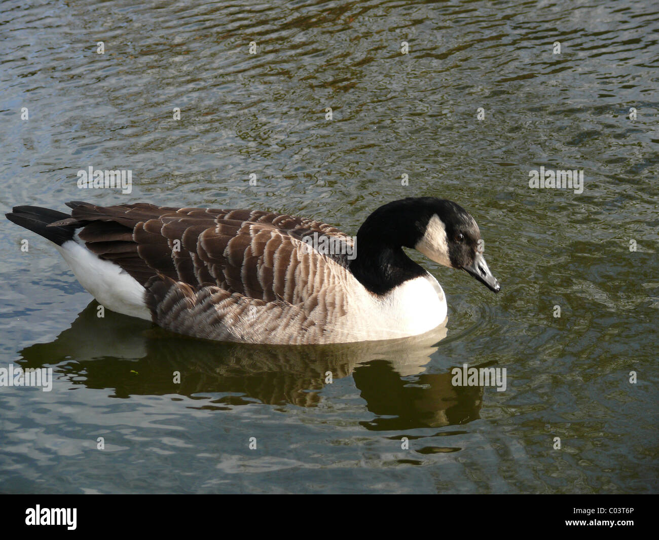 Canada goose pond hi-res stock photography and images - Alamy