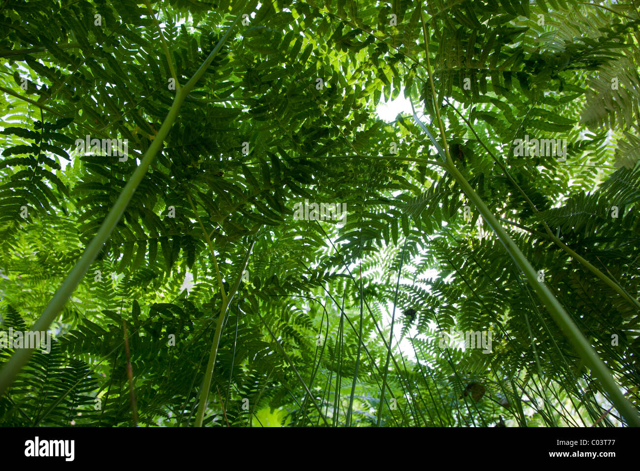 Fern like tree hi-res stock photography and images - Alamy