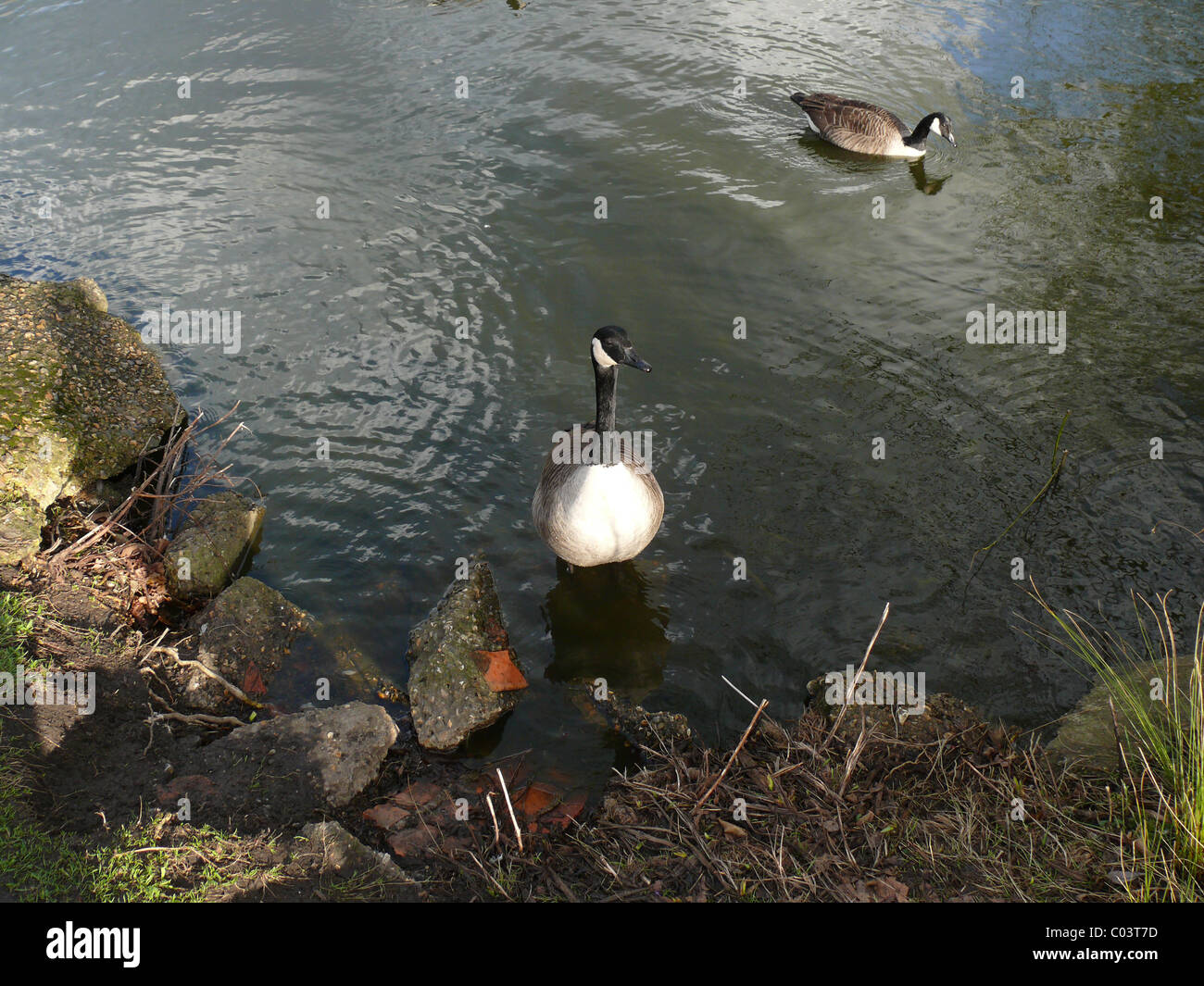 Canada geese pond hi-res stock photography and images - Alamy