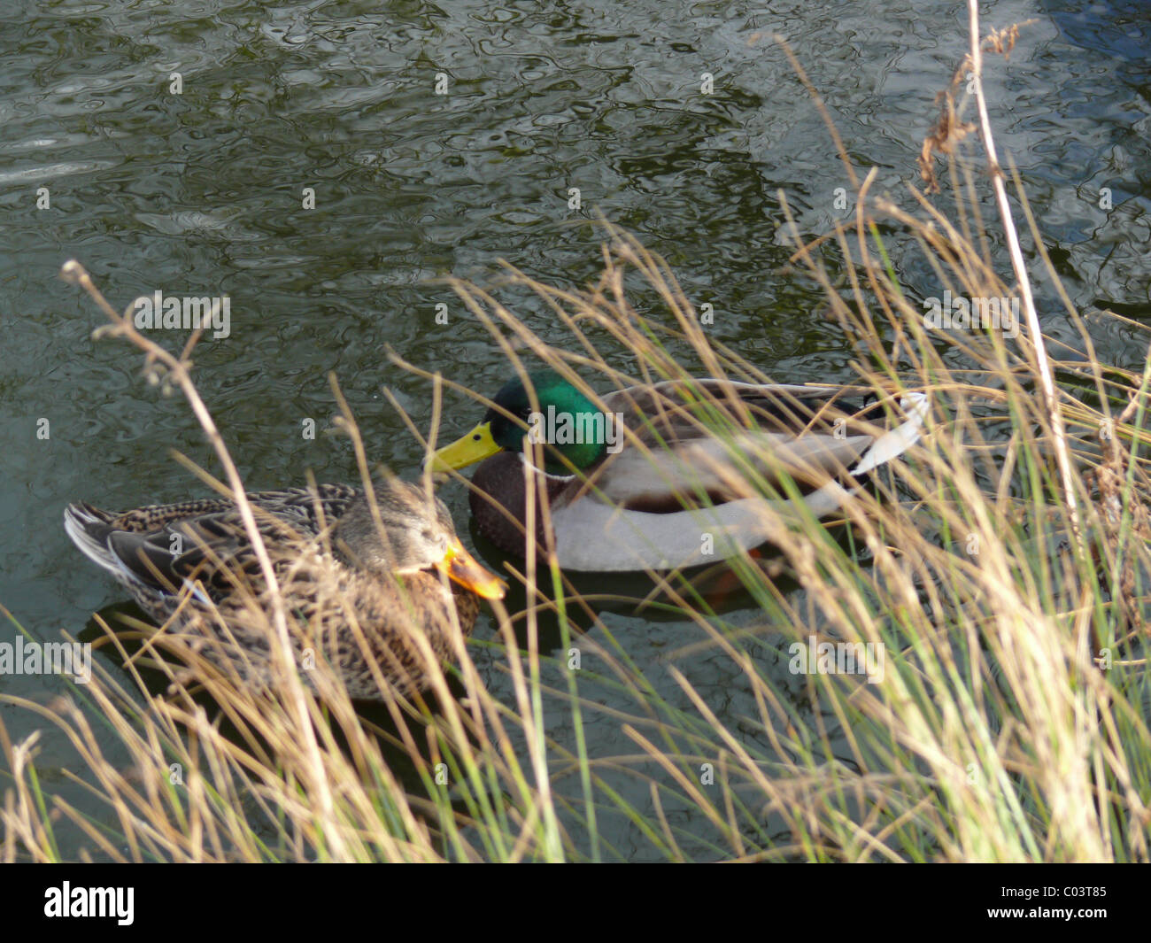 Mallards on pond hi-res stock photography and images - Alamy