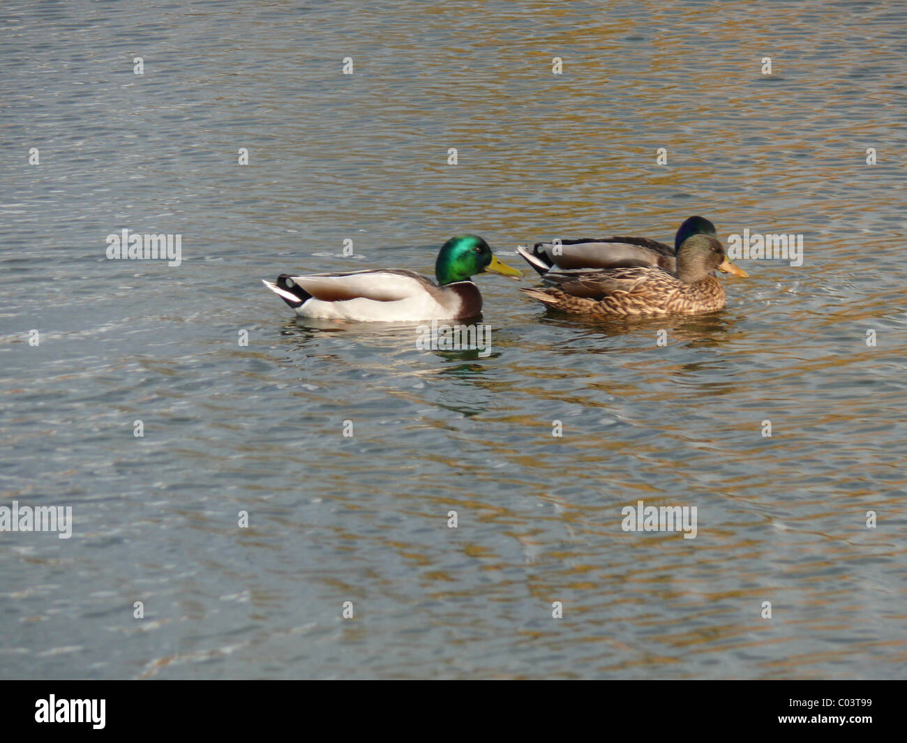 Mallards water hi-res stock photography and images - Alamy