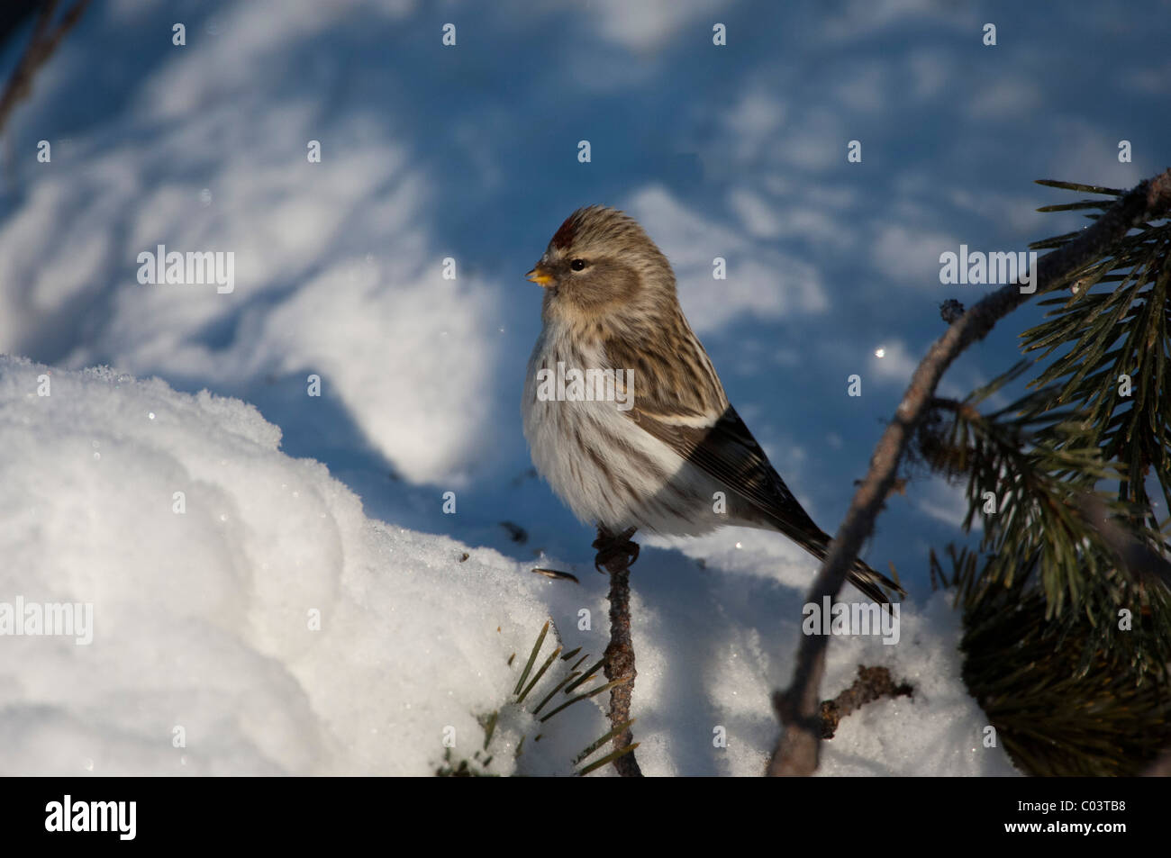 Common Redpol (Carduelis flammea Stock Photo - Alamy
