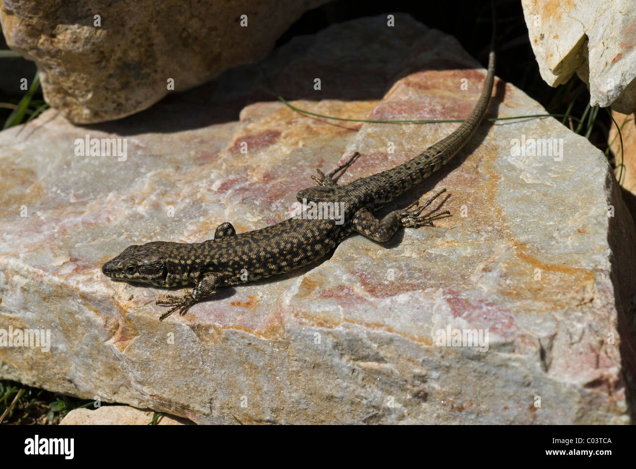 European Wall Lizard (Podarcis muralis), basking Stock Photo - Alamy