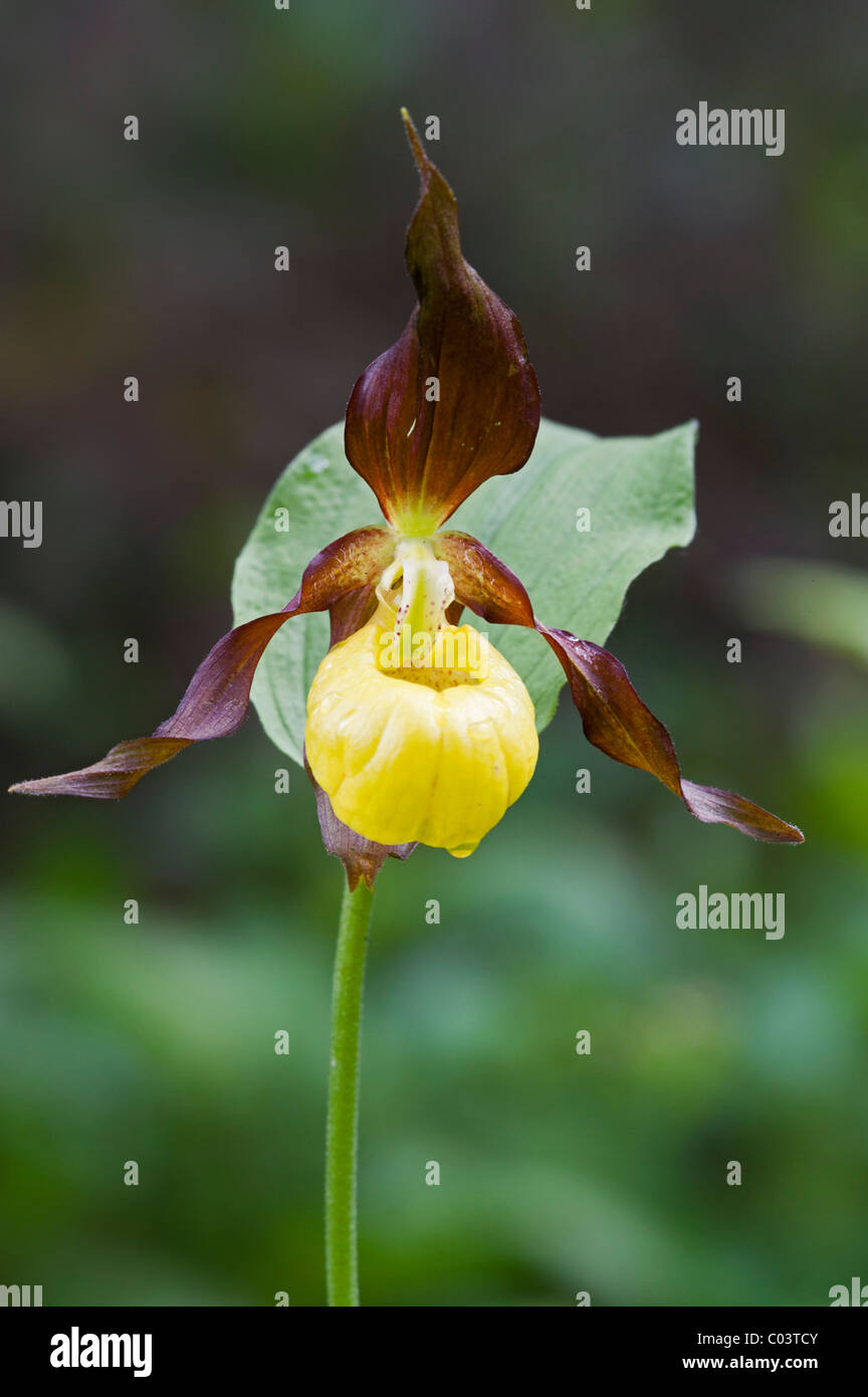 Lady's Slipper Orchid (Cypripedium calceolus), single flower Stock ...