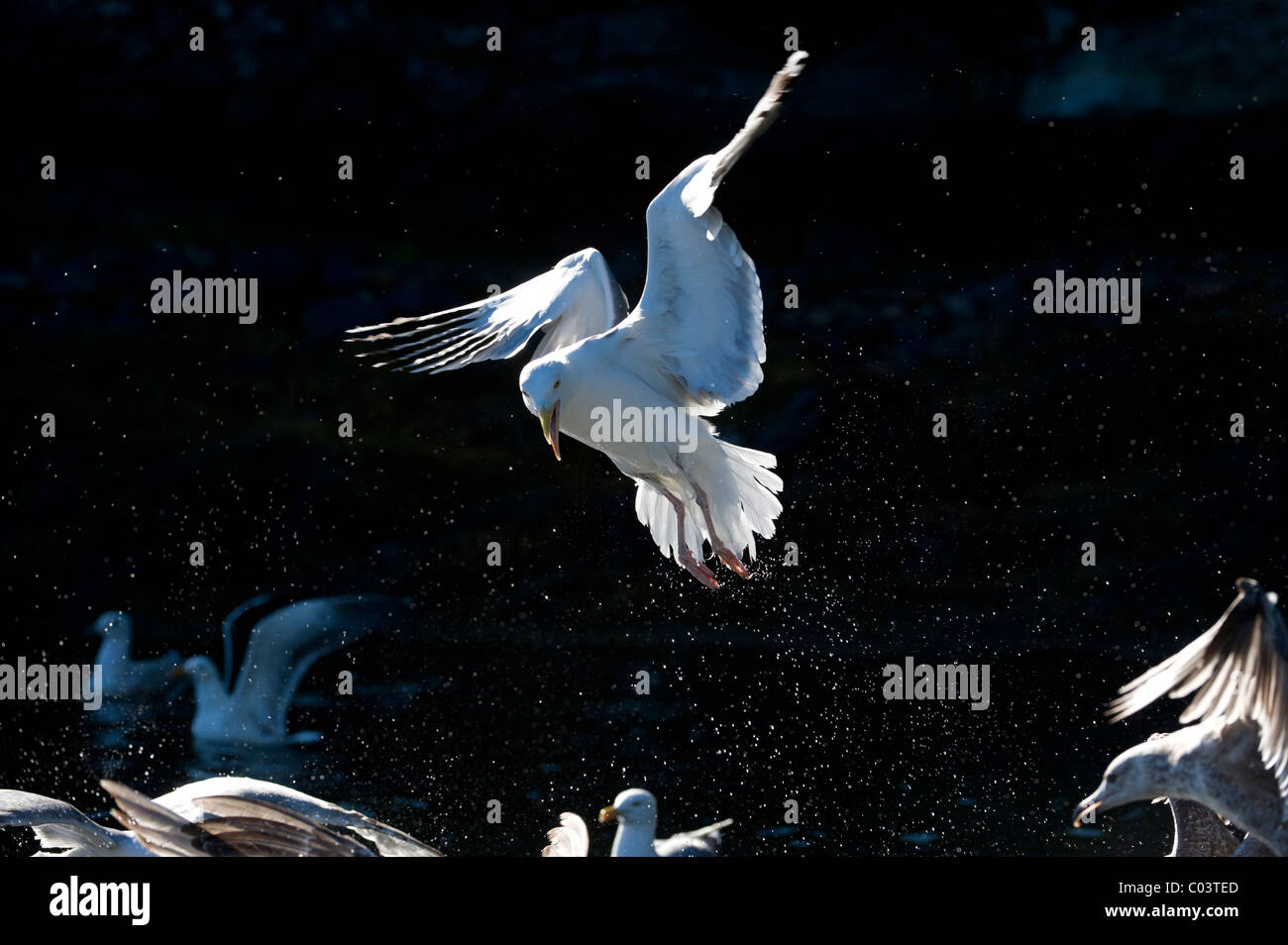 Alighting hi-res stock photography and images - Alamy