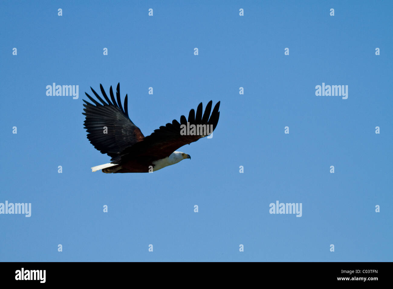 African fish eagle flying Stock Photo - Alamy