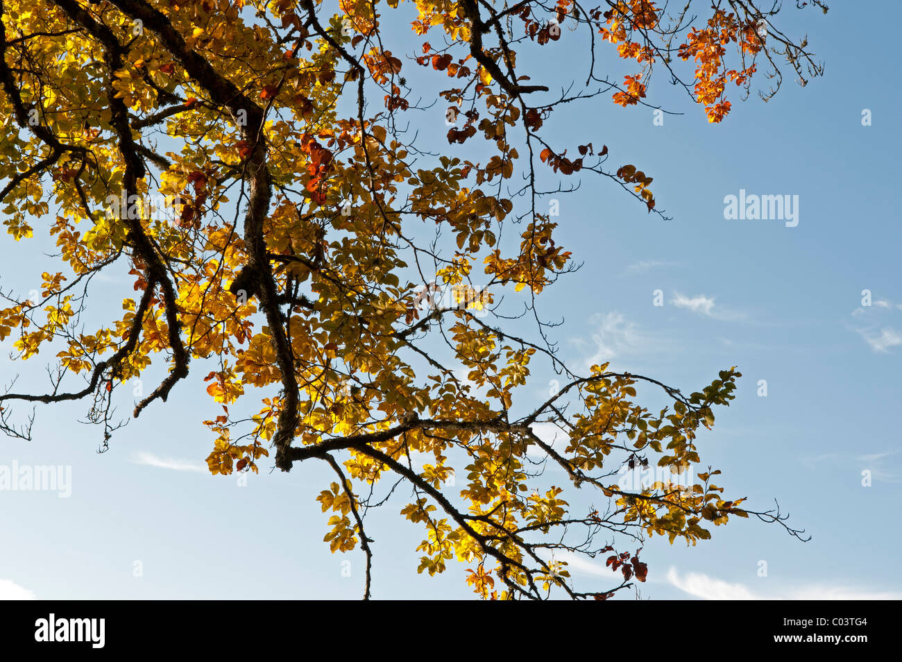 Beech colour hi-res stock photography and images - Alamy
