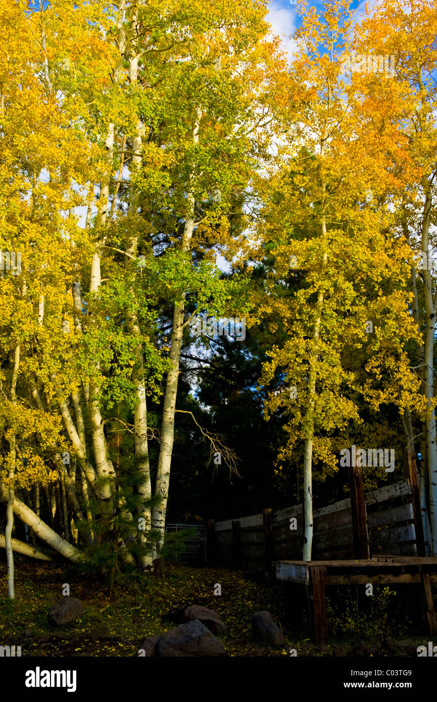 Aspen trees in mountains changing colors at old coral Stock Photo - Alamy