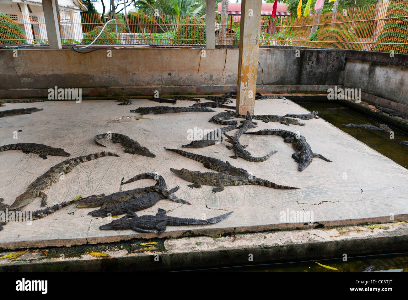 The Siamese crocodile (Crocodylus siamensis) in Crocodile Farm. Siem ...