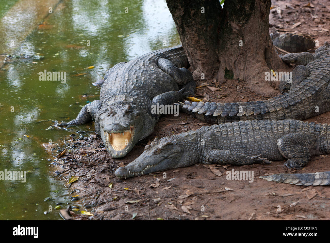 Siamese crocodile hi-res stock photography and images - Alamy