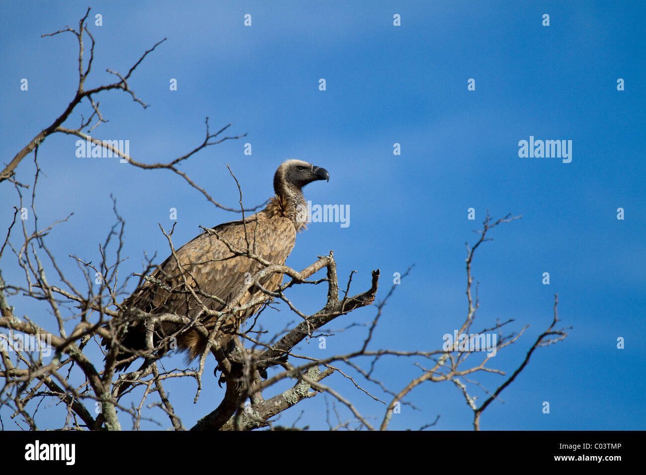 Cape vulture perched against blue sky South Africa Stock Photo - Alamy