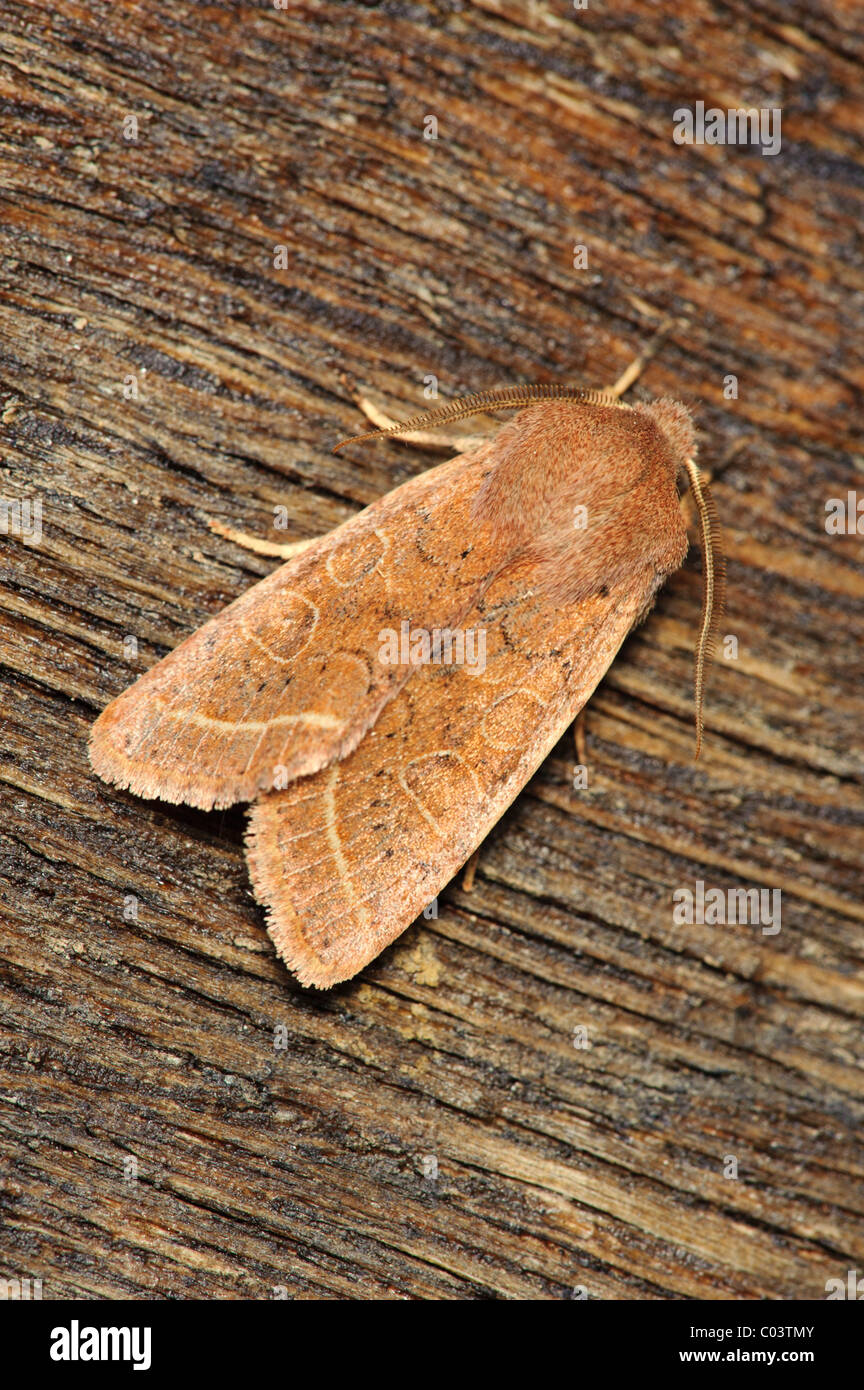 Common Quaker (Orthosia cerasi Stock Photo - Alamy