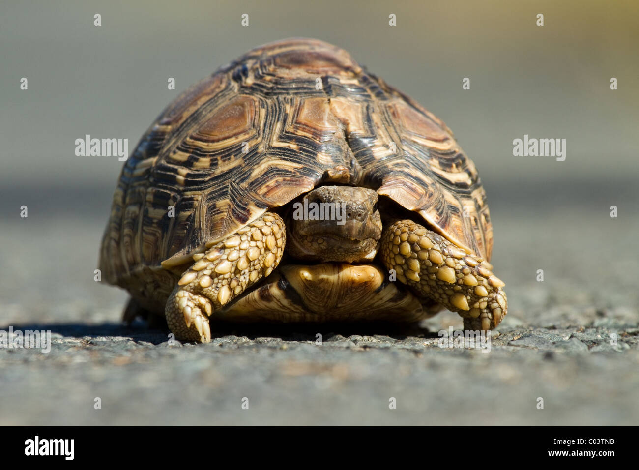 Hinged tortoise hi-res stock photography and images - Alamy