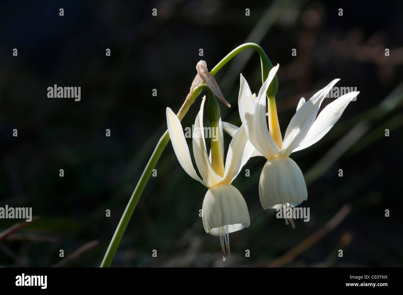 Angel's Tears (Narcissus triandrus ssp. triandrus Stock Photo - Alamy
