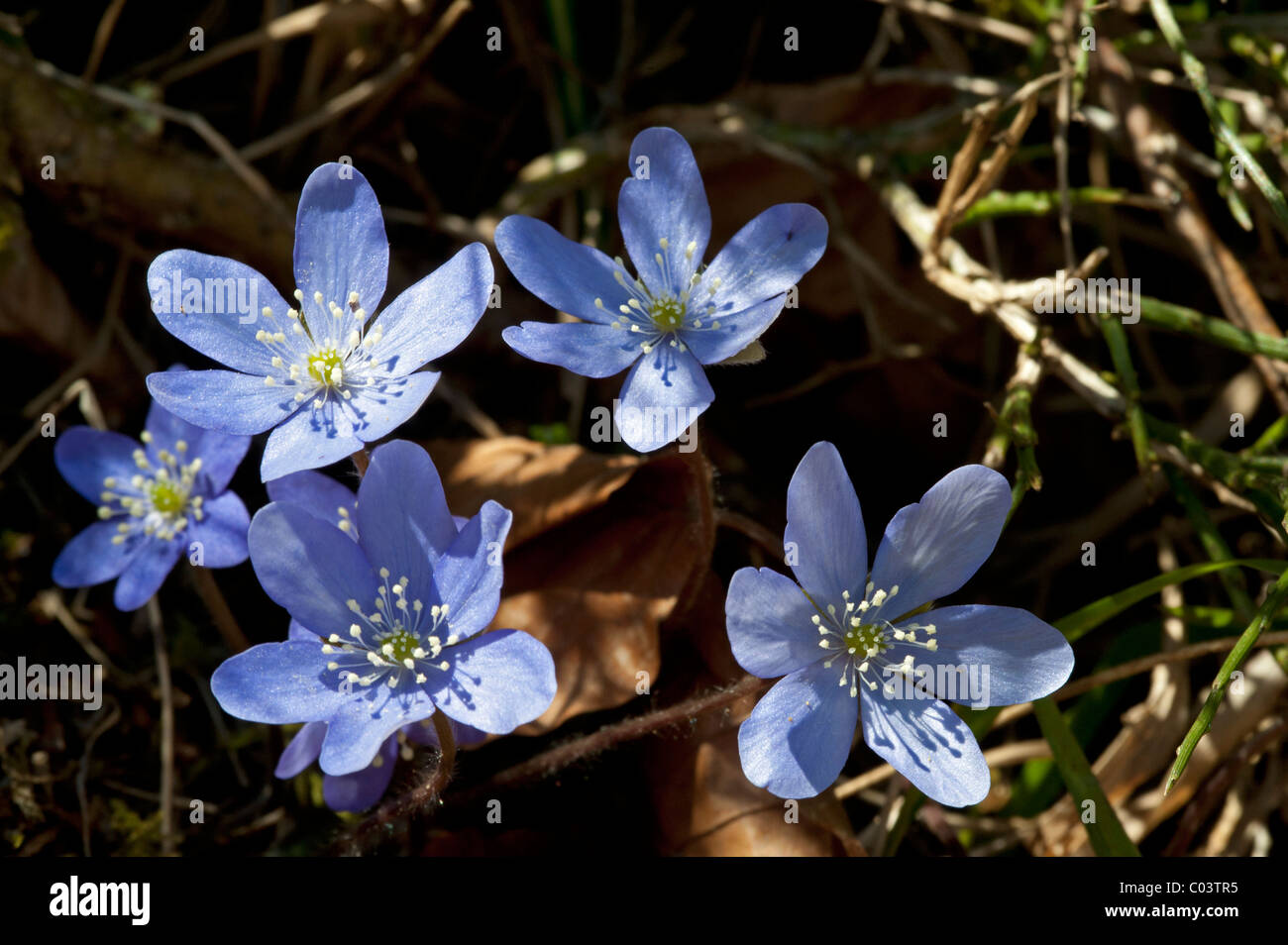 Hepatica (Hepatica nobilis Stock Photo - Alamy