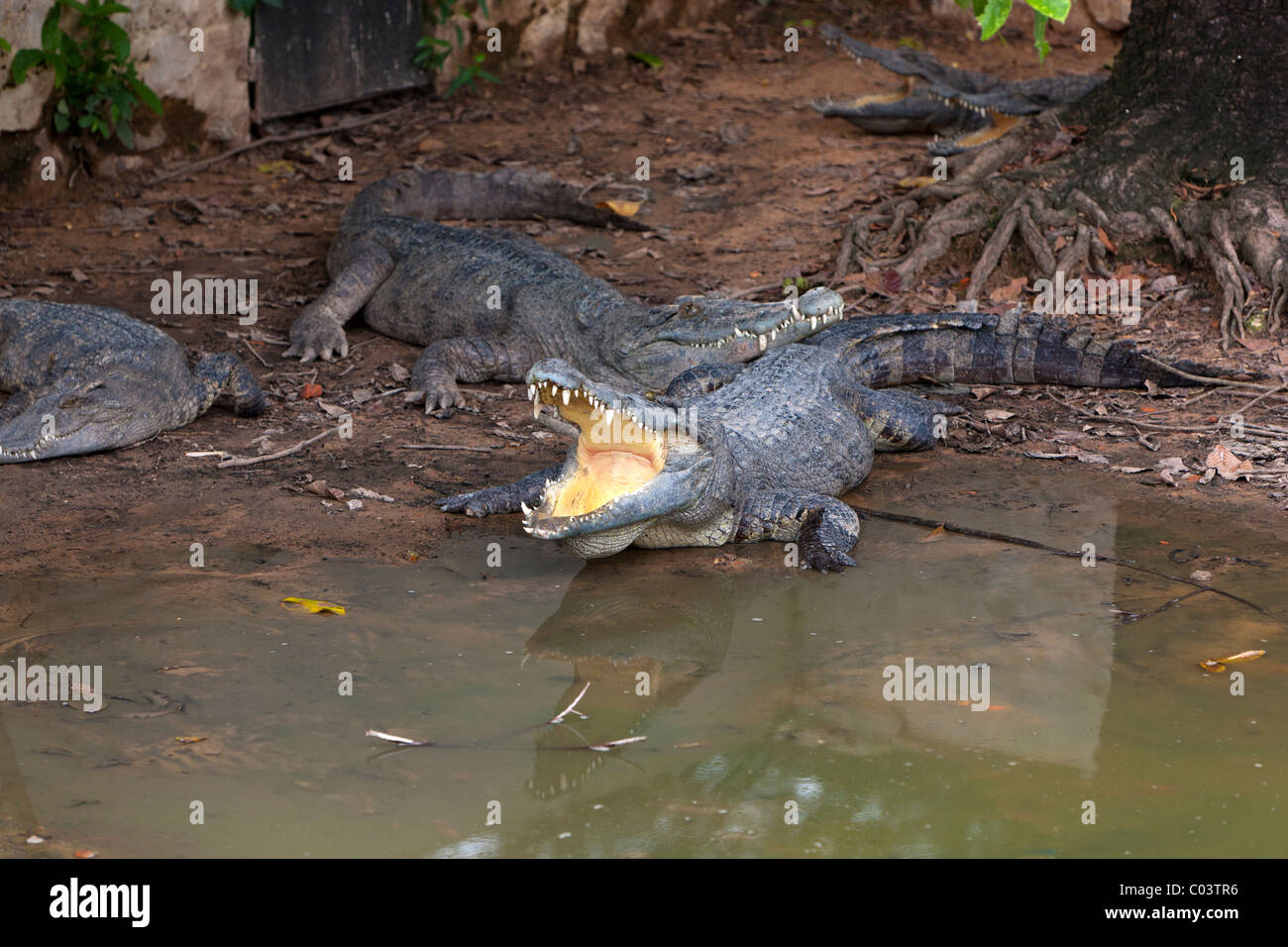 The Siamese crocodile (Crocodylus siamensis) in Crocodile Farm. Siem ...