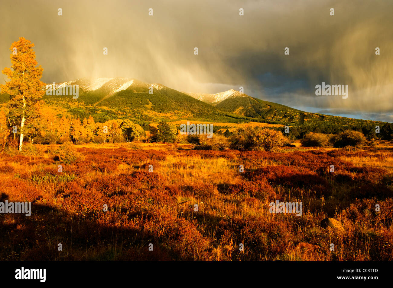 Aspen changing colors hi-res stock photography and images - Alamy