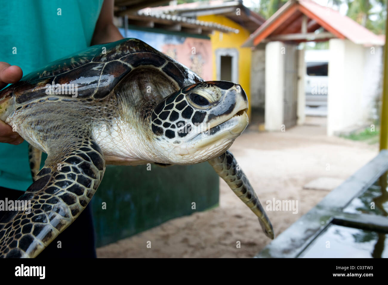 Turtle being held hi-res stock photography and images - Alamy