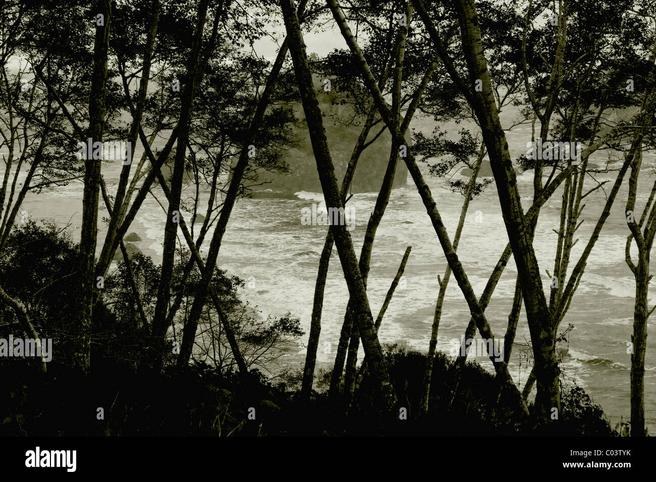 Patterns in trees hi-res stock photography and images - Alamy