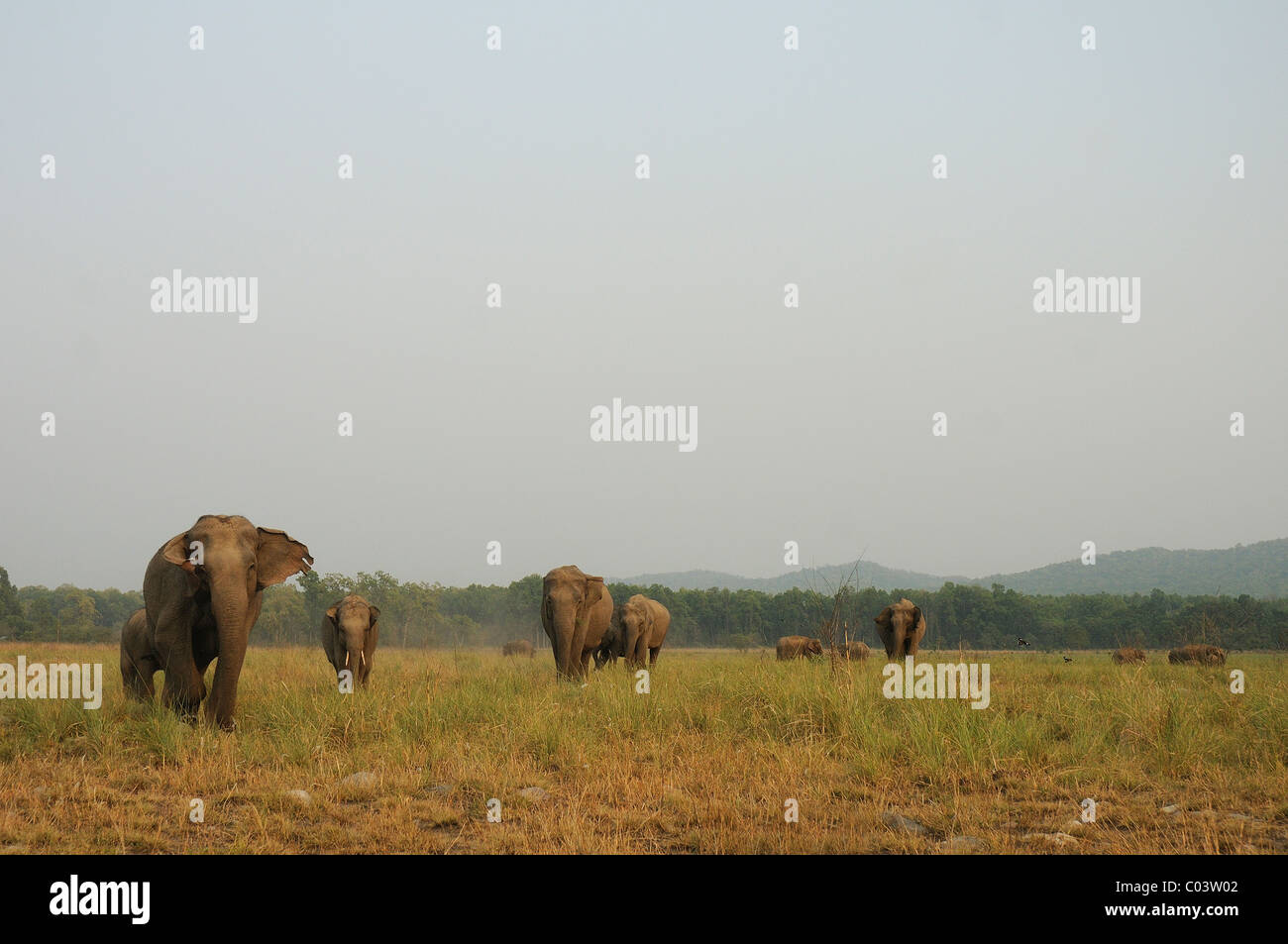 Wide-angle, ground-level perspective of a herd of Asian Elephants ...