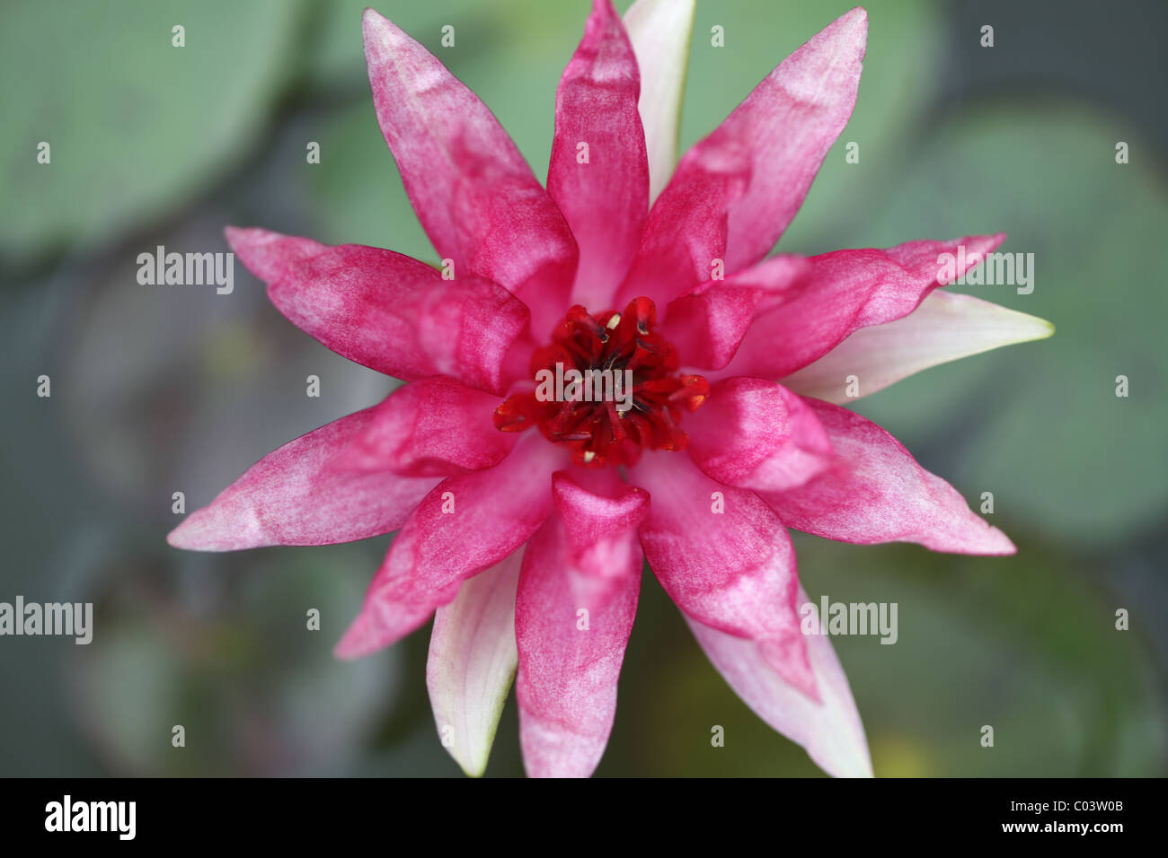 Red water lily hi-res stock photography and images - Alamy