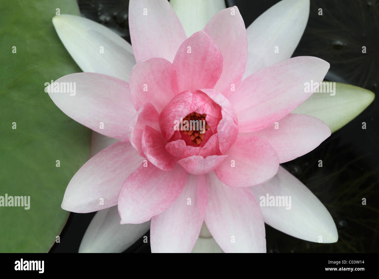 Close up of water lily Stock Photo - Alamy
