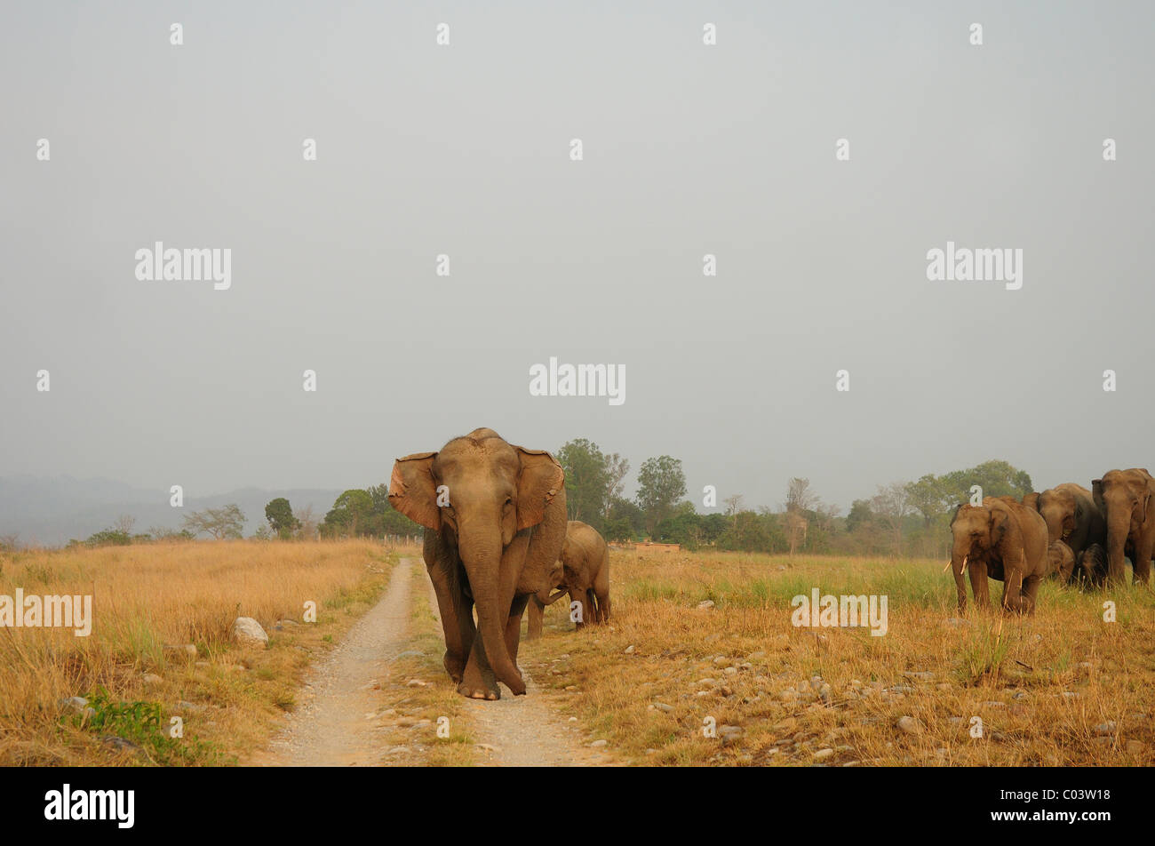 Elephants advancing hi-res stock photography and images - Alamy
