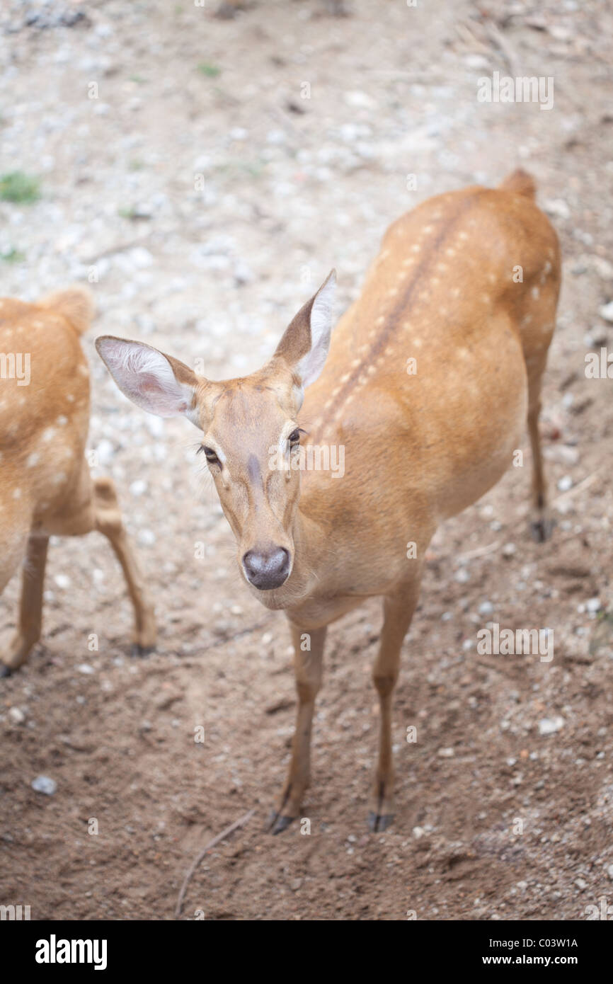 Deer Eld Zoo Portrait High Resolution Stock Photography and Images - Alamy
