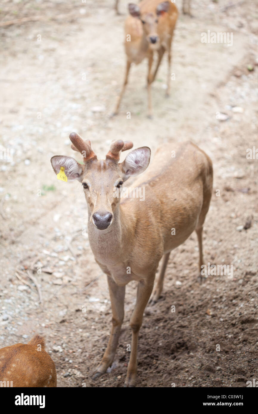 Deer eld zoo portrait hi-res stock photography and images - Alamy