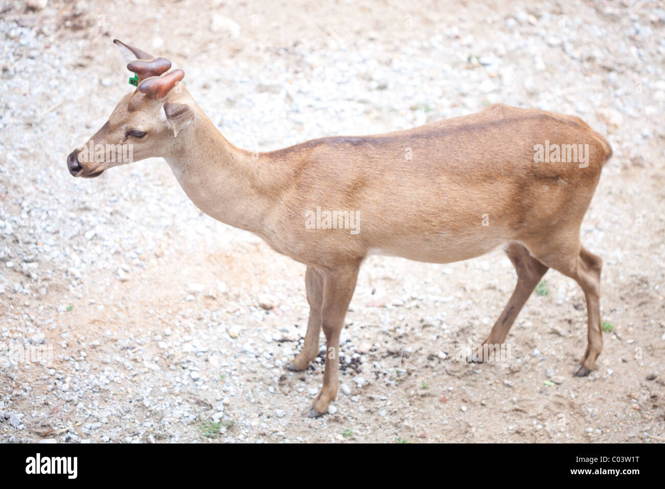 Eld's deer hi-res stock photography and images - Alamy