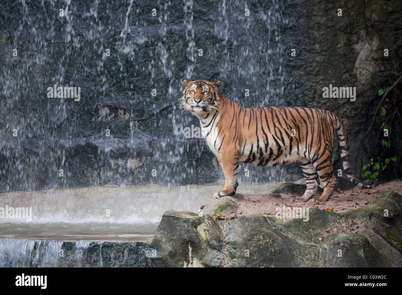 A large striped tiger with waterfall Stock Photo - Alamy