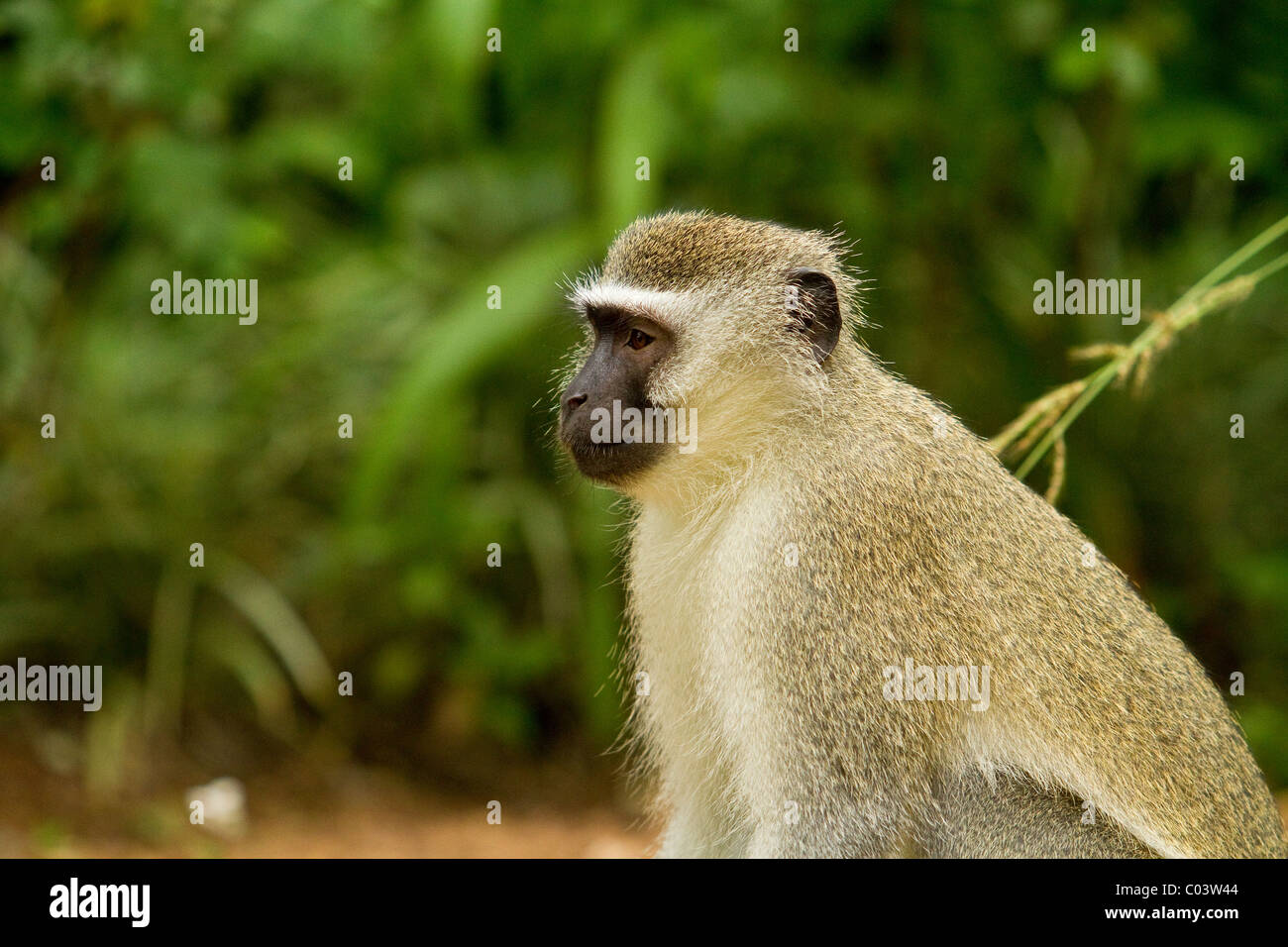 Portrait of vervet monkey South Africa Stock Photo - Alamy