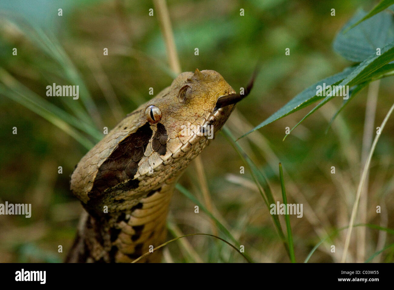 Close-up of gaboon adder with tongue extended South Africa Stock Photo ...