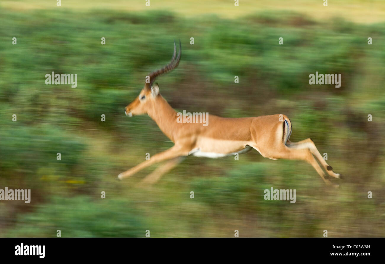 Impala running with blurred background Stock Photo - Alamy