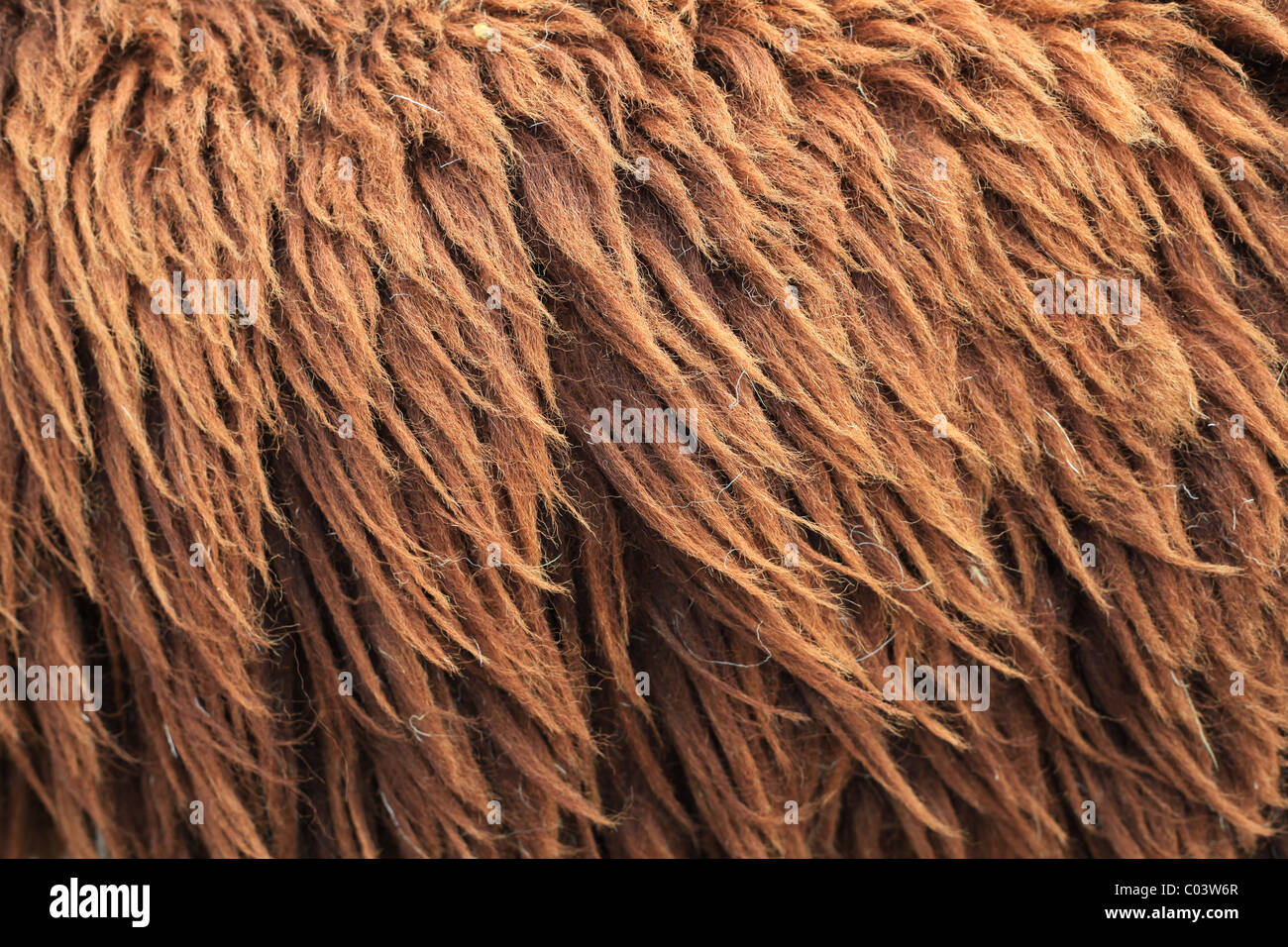 Sheep Skin High Resolution Stock Photography and Images - Alamy
