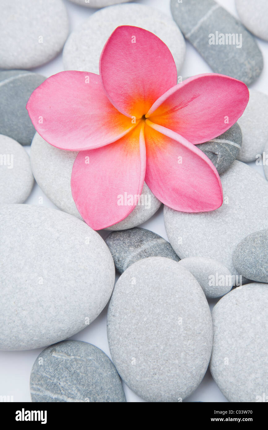 Pink flower and pebbles in the studio Stock Photo - Alamy