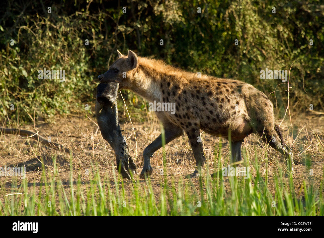 Hyena kill hi-res stock photography and images - Alamy