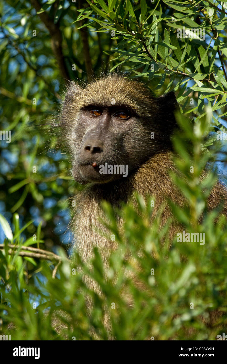 Baboon tree hi-res stock photography and images - Alamy
