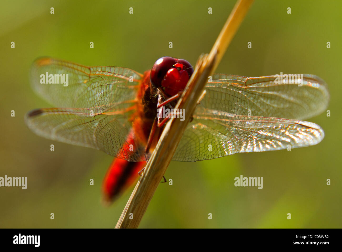 Close-up of red dragonfly South Africa Stock Photo - Alamy