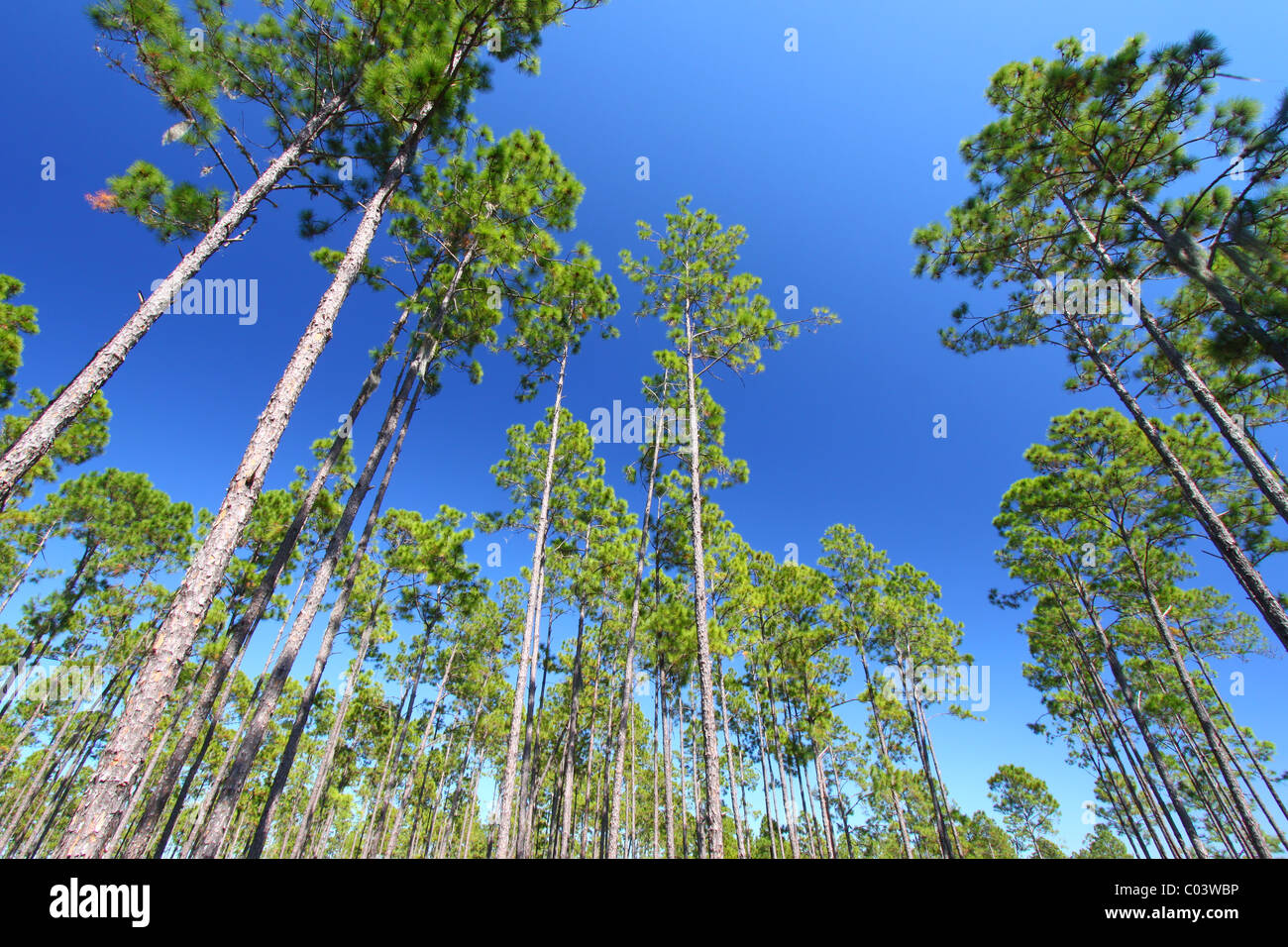 Pine Flatwoods - Florida Stock Photo - Alamy